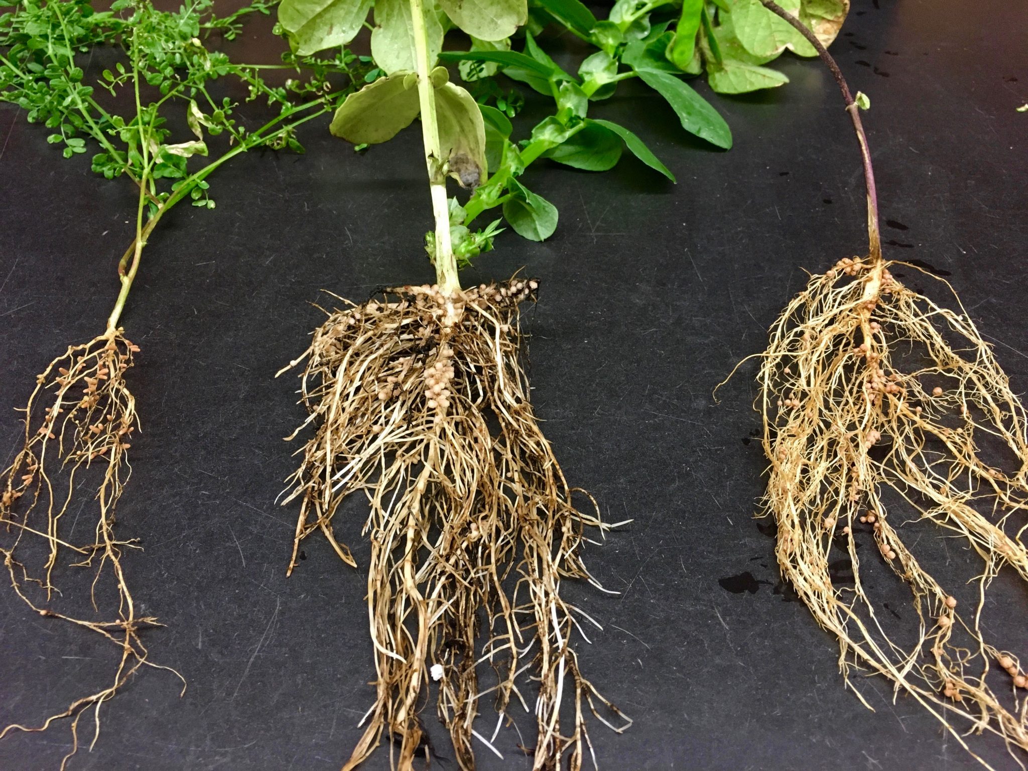 Home - Plant-Microbe Lab